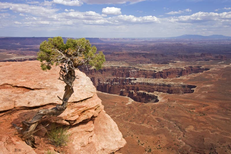 Canyonland National Park, Lonely Tree Stock Photo - Image of bush, utah ...
