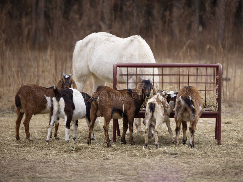 Group of Farm Animals Eating Dry Hay from a Feeder in the Pasture ...
