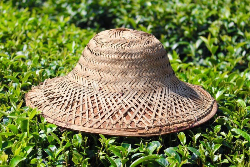 Cap stock image. Image of beautiful, rows, plant, farm - 38317365