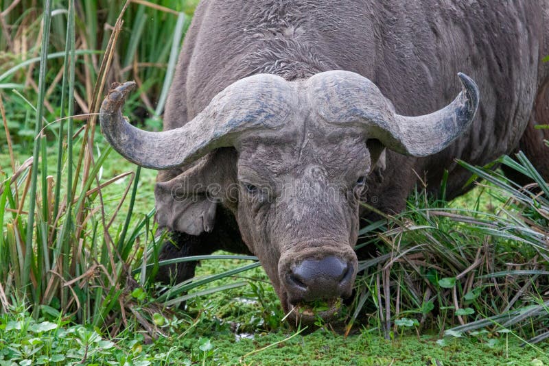 Cap Buffalo Syncerus Caffer Grazing in Swamp Stock Photo - Image of ...