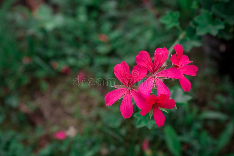 Cap Colors Bright Pink Geranium Close Outdoors Stock Image - Image of ...