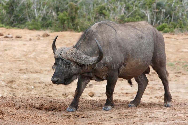 Taureau de buffle photo stock. Image du museau, klaxons - 7665518