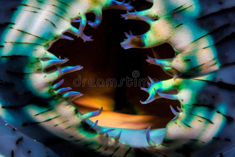 Capa Colorida Del Gigante Clam Abstract Imagen de archivo - Imagen de ...
