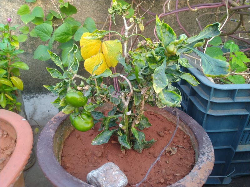 Capcicum on the plant stock image. Image of yard, leaf - 241595735