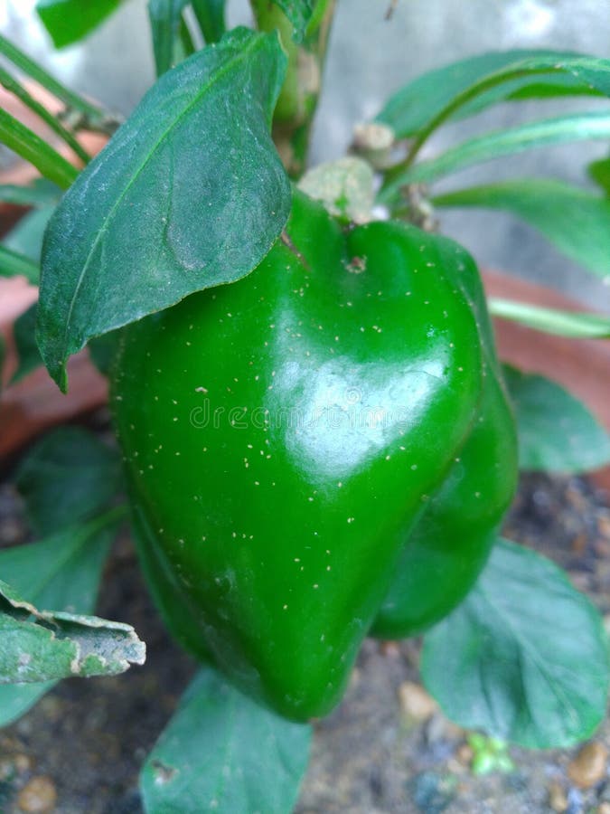 Plant Capcium Tree Stock Photos - Free & Royalty-Free Stock Photos from ...