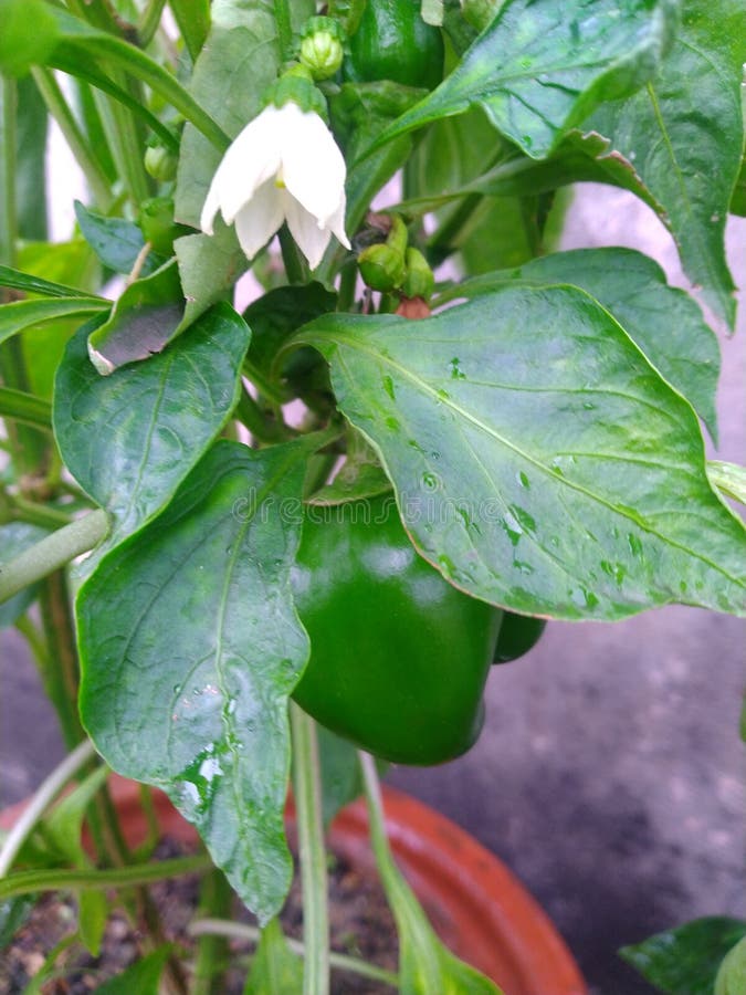 Capcium in the plant stock photo. Image of crop, evergreen - 225720760