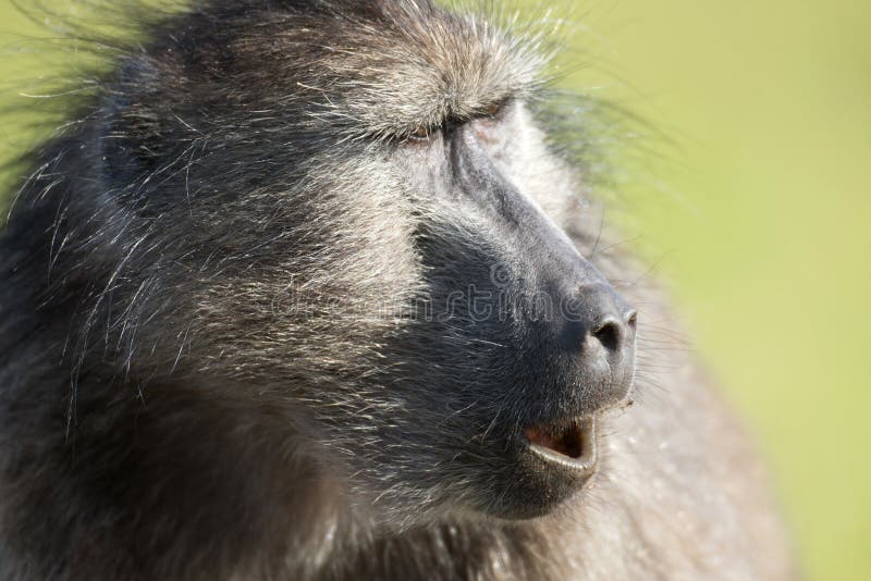 Cape babboon feeding stock photo. Image of single, baboon - 64932064