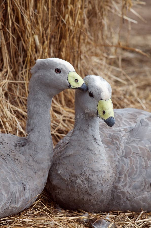 Cape Barren Goose stock image. Image of nesting, cuddling - 18937207