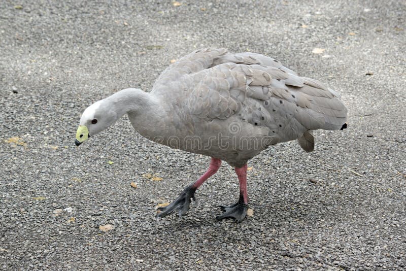 This is a Side View of a Cape Barren Goose Stock Image - Image of ...