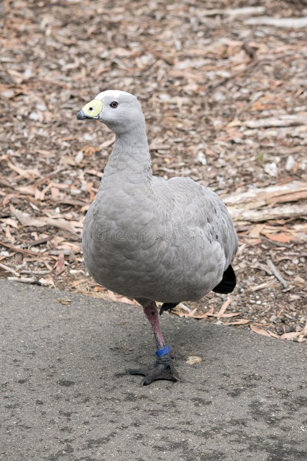 The Cape Barren Goose is Standing on One Leg Stock Photo - Image of ...