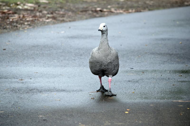 The Cape Barren Goose is Walking on a Path Stock Photo - Image of ...