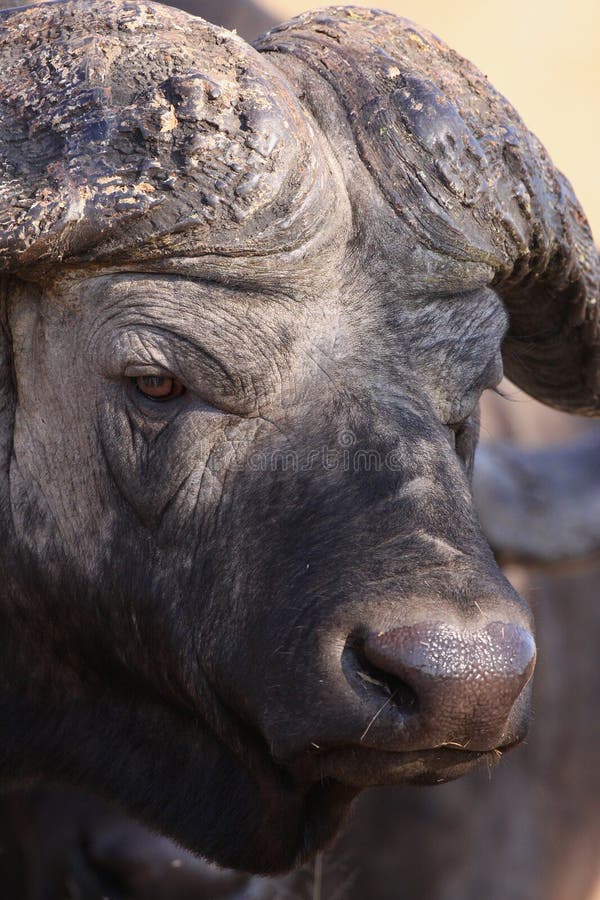 The Spanish Fighting Bull stock photo. Image of fighting - 13711904
