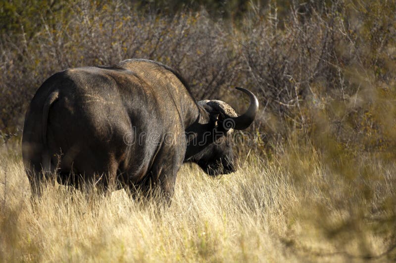 Cape Buffalo stock photo. Image of artiodactyla, natural - 13186282
