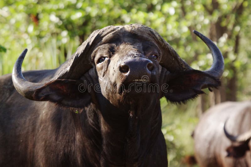 Cape Buffalo stock image. Image of cape, looking, africa - 13722773
