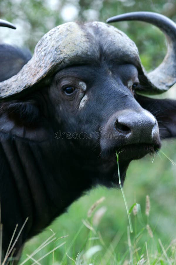 Cape Buffalo stock photo. Image of animal, africa, safari - 3991094
