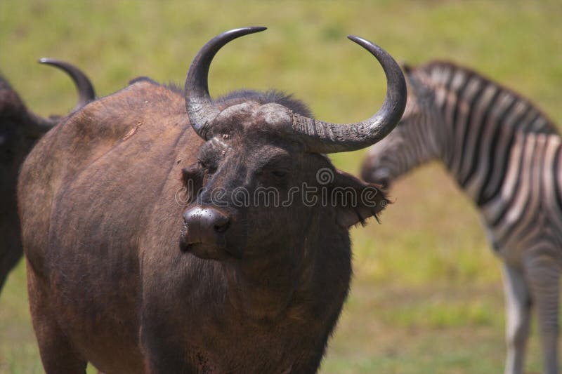 Buffalo Backside stock image. Image of tail, horns, safari - 2311853