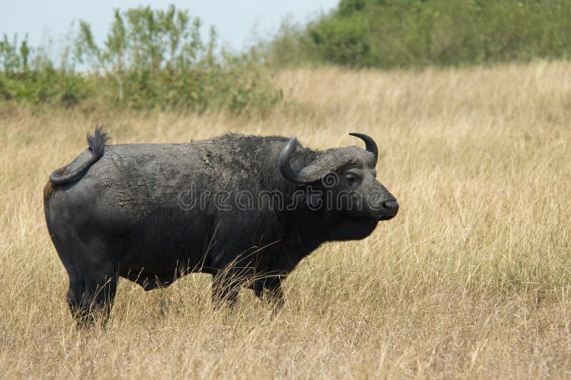 Cape Buffalo, Afrikaanse Buffel, Syncerus Caffer Stock Image - Image of ...
