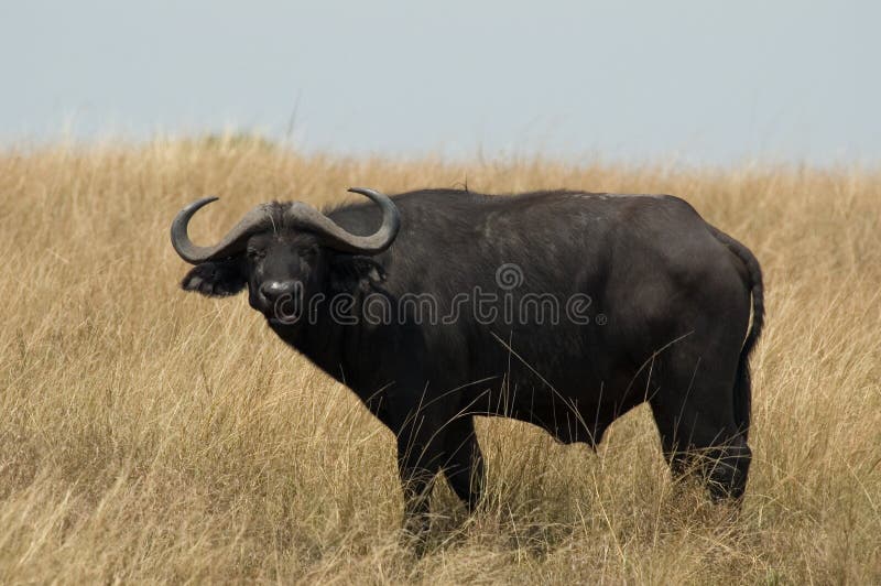 Cape Buffalo, Afrikaanse Buffel, Syncerus Caffer Stock Photo - Image of ...