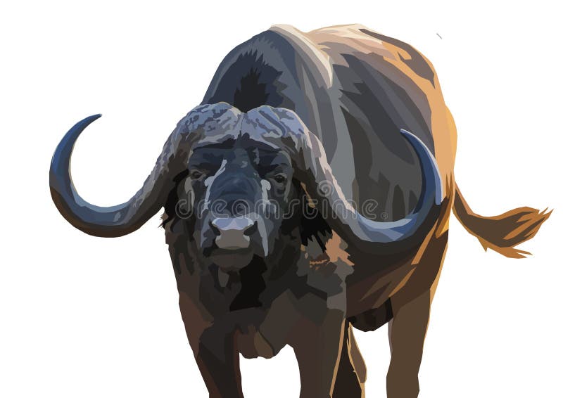 Cape Buffalo, Vintage Illustration Stock Vector - Illustration of ...