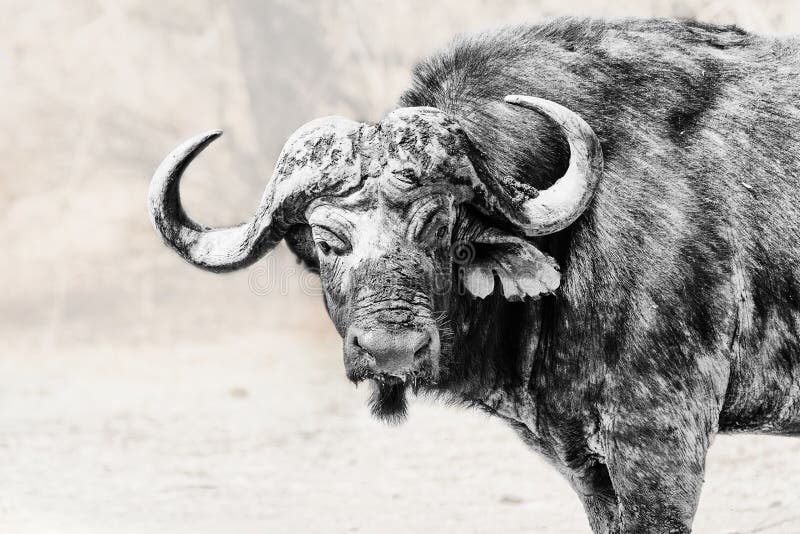 Cape Buffalo in Black+White Stock Image - Image of bovine, black: 68108513