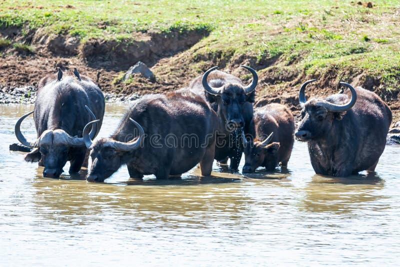 Buffalo drinking water stock image. Image of drinking - 14236267