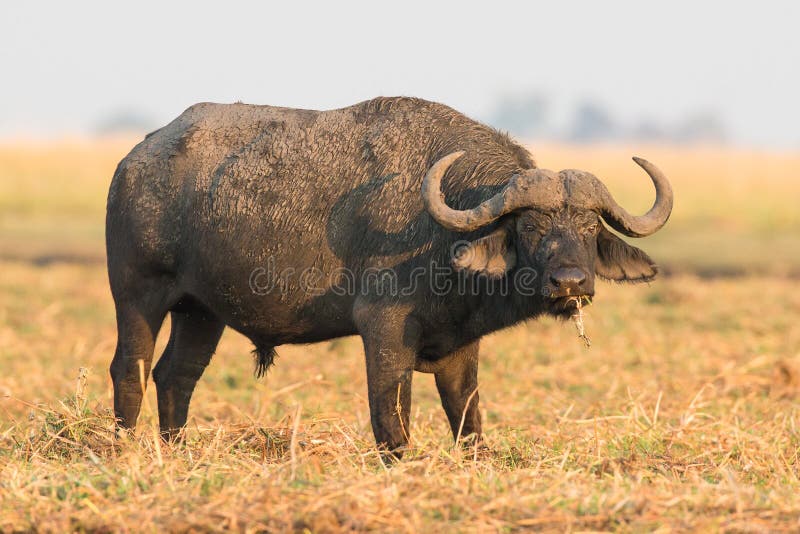 Cape Buffalo Feeding by River Stock Photo - Image of five, dangerous ...