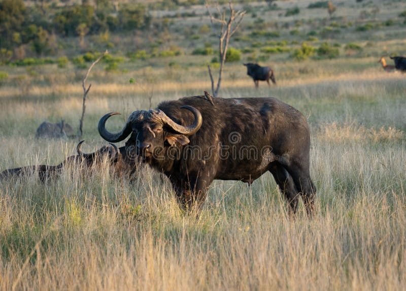 Cape Buffalo in a Field in South Africa Stock Image - Image of ...