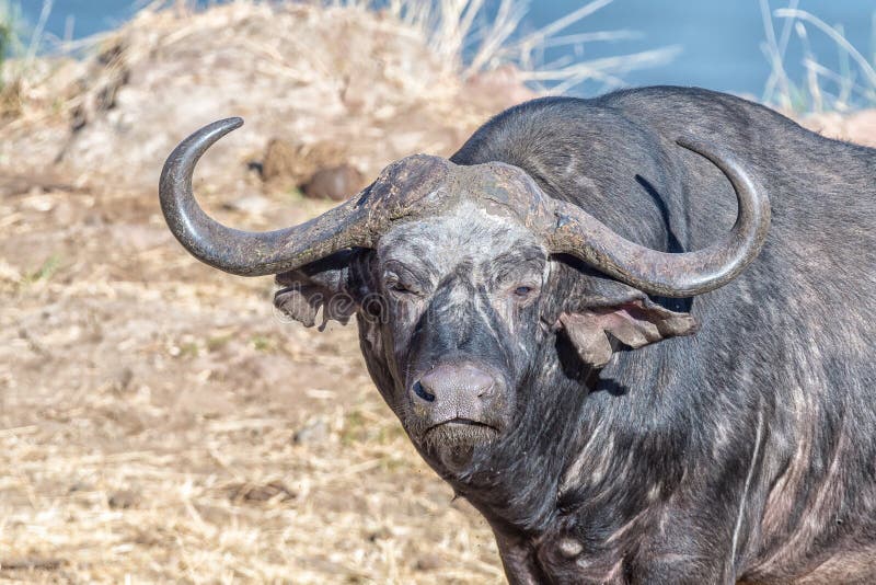 Cape Buffalo Calf Looking To the Side Stock Photo - Image of horn ...