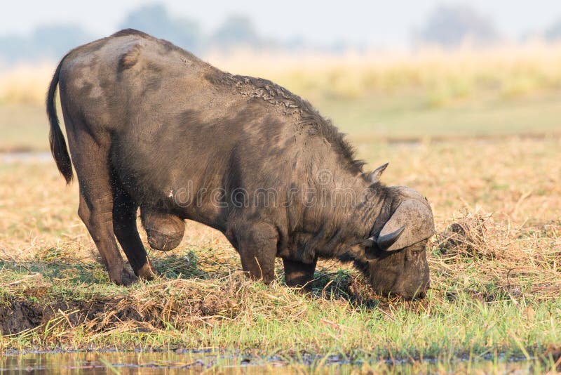 Cape Buffalo with Massive Tumor Stock Photo - Image of national ...