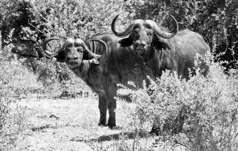 Cape Buffalo stock image. Image of arid, face, black - 145801833