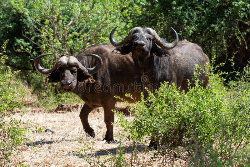 Cape Buffalo stock photo. Image of five, habitat, game - 145802596