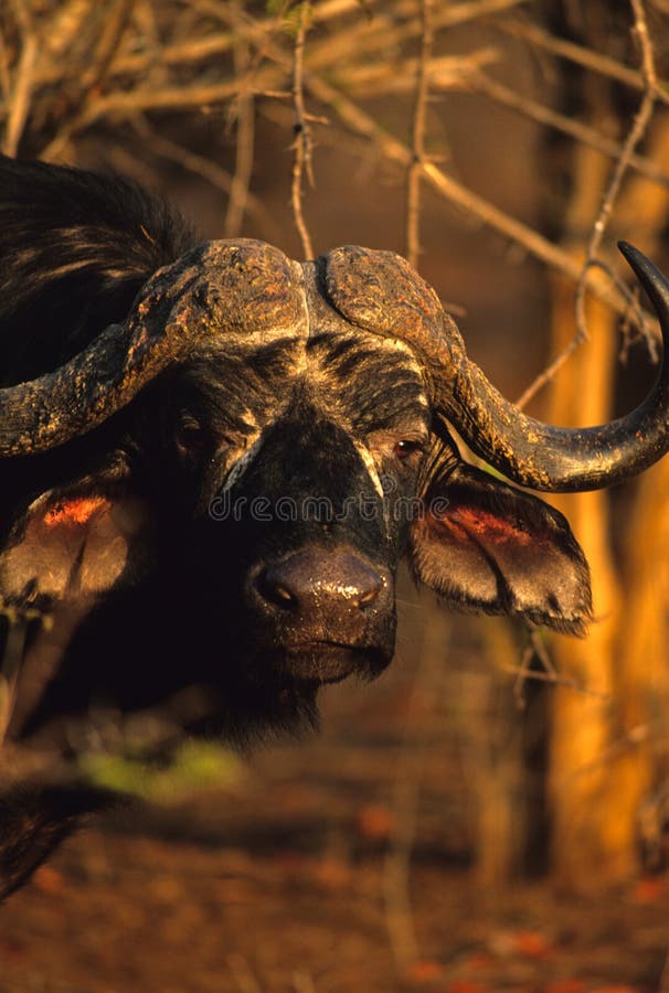 Cape Buffalo Portrait stock image. Image of cape, africanwildlife ...