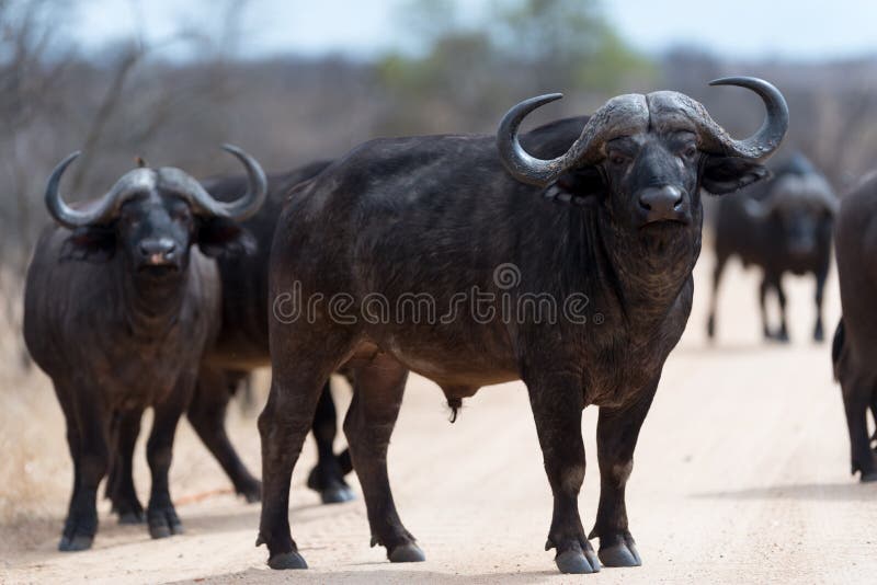 Cape buffalo portrait stock photo. Image of curved, natural - 174544506