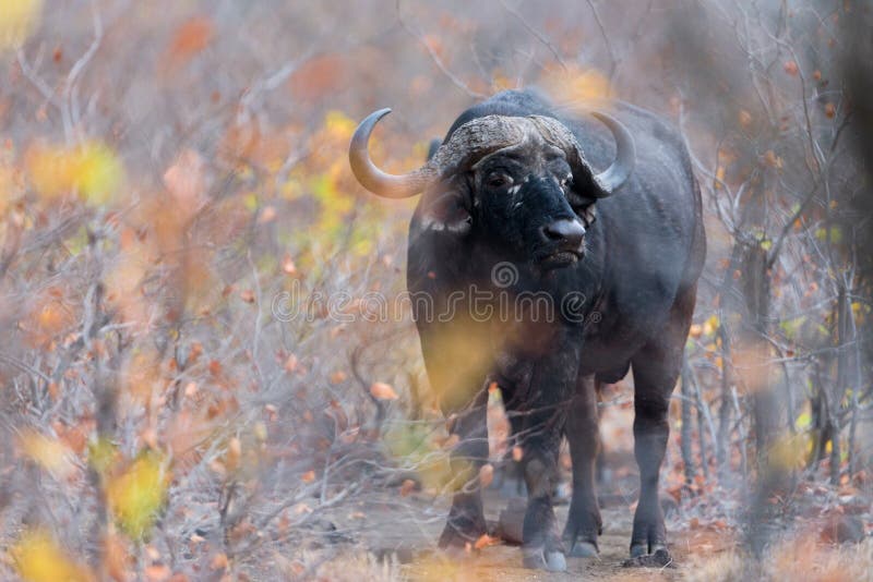 Cape buffalo portrait stock image. Image of fauna, grass - 174544609