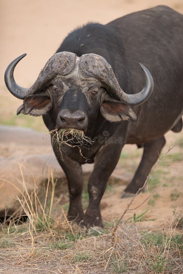 Cape buffalo portrait stock photo. Image of large, front - 174545478