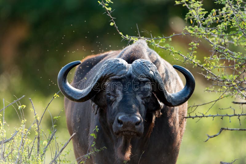 Cape buffalo portrait stock image. Image of grazing - 174545725