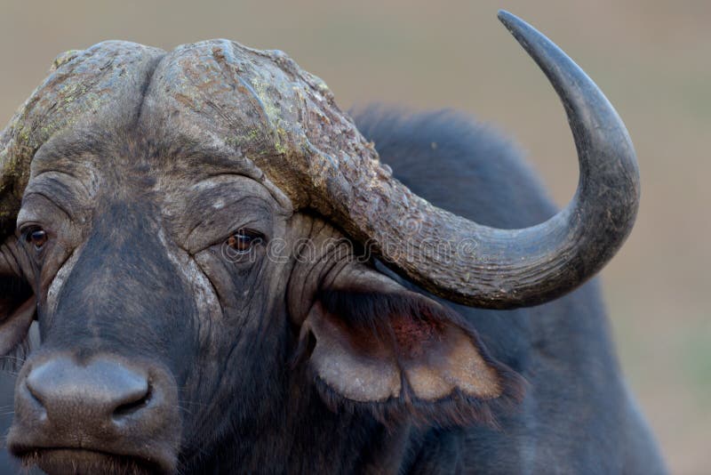 Cape buffalo portrait stock image. Image of grass, cape - 174545971