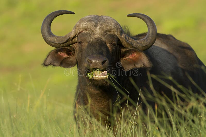 Cape Buffalo Portrait stock image. Image of cape, africanwildlife ...
