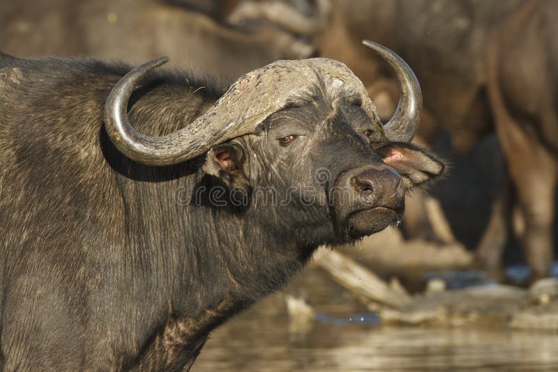 Cape Buffalo Portrait stock image. Image of cape, africanwildlife ...