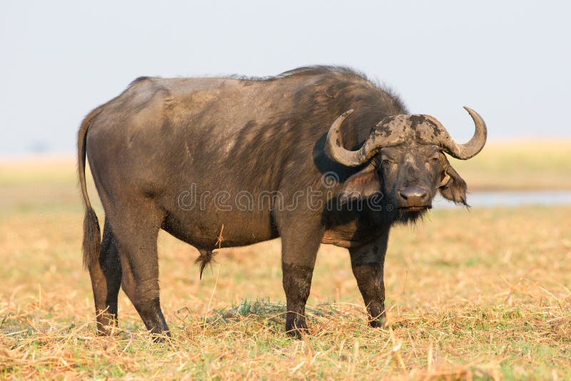 Cape buffalo by river stock image. Image of river, cape - 85809605