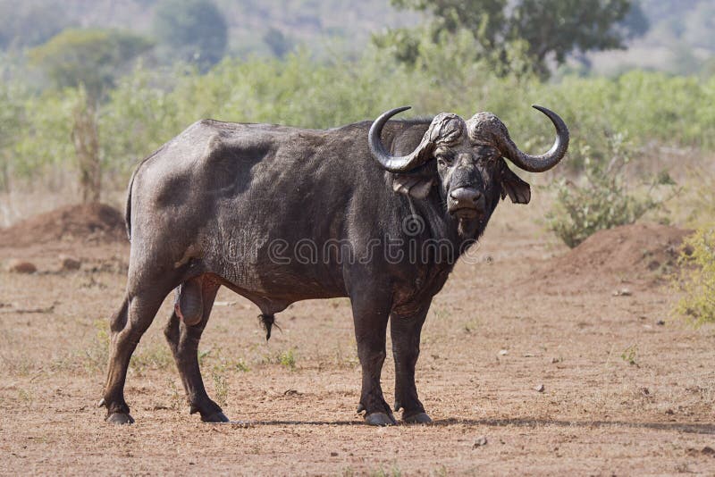 Large African Buffalo Bull Side View in Savannah Stock Photo - Image of ...