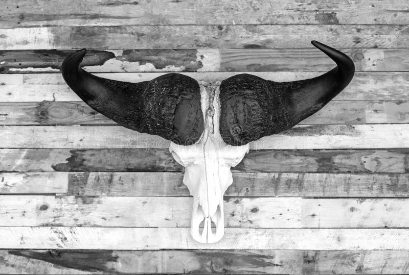 Cape Buffalo Skull Art in Black and White Stock Image - Image of africa ...
