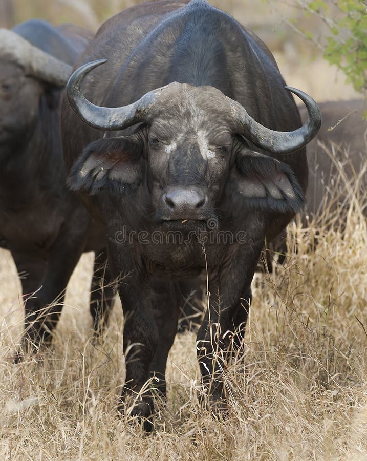 Buffalo in South Africa stock photo. Image of safari - 48941032