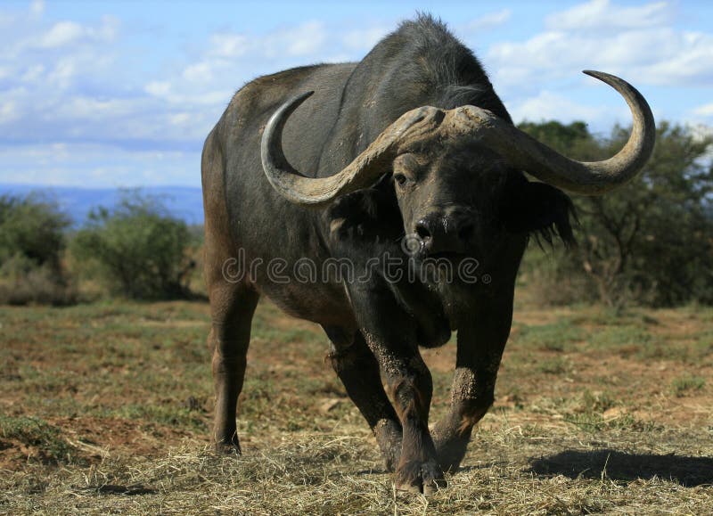 Cape Buffalo in South Africa Stock Image - Image of dominant, horns ...