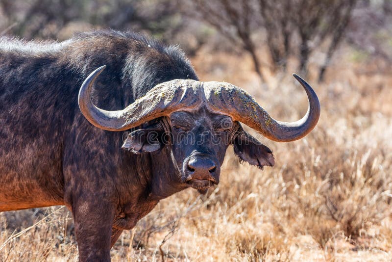 Cape Buffalo stock photo. Image of bush, horn, brown - 143891768