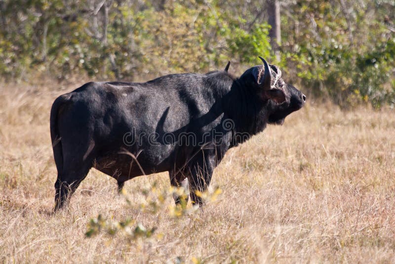 Close-up of a buffalo head stock photo. Image of engraved - 23422594