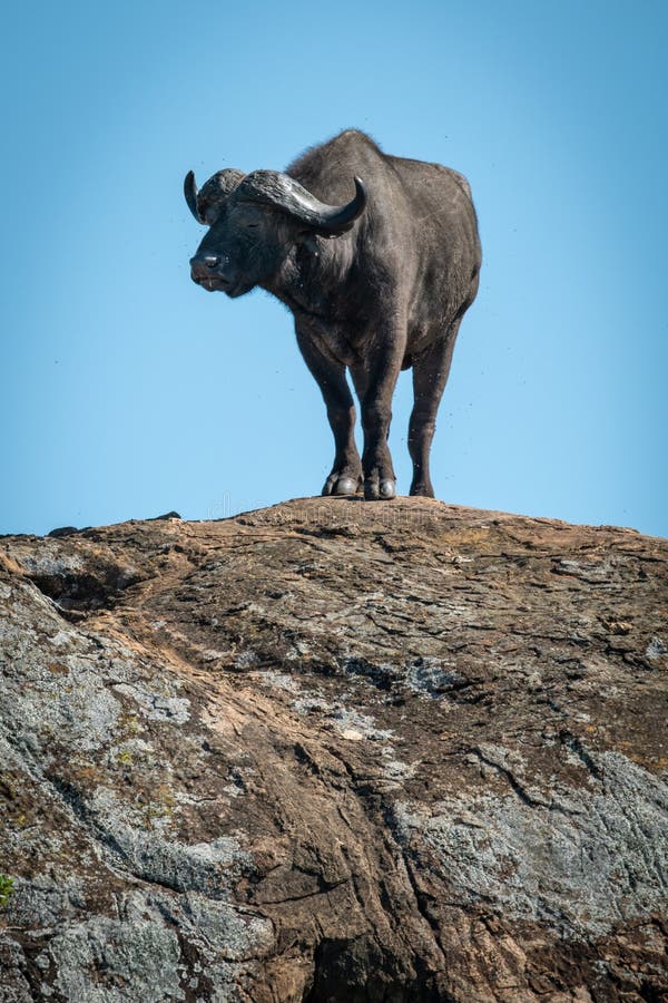 Standing Buffalo Stock Photos - Download 3,698 Royalty Free Photos