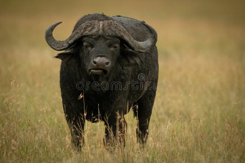 Cape Buffalo Stands Facing Camera while Chewing Stock Photo - Image of ...