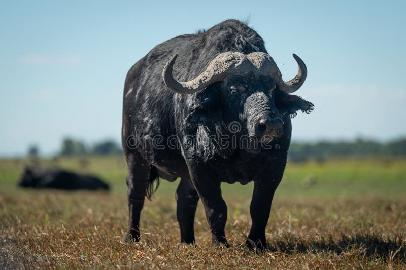 Cape Buffalo Stands on Grass Facing Camera Stock Image - Image of wild ...