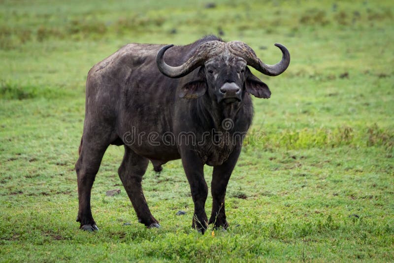 Cape Buffalo Stands in Grassland Facing Camera Stock Photo - Image of ...